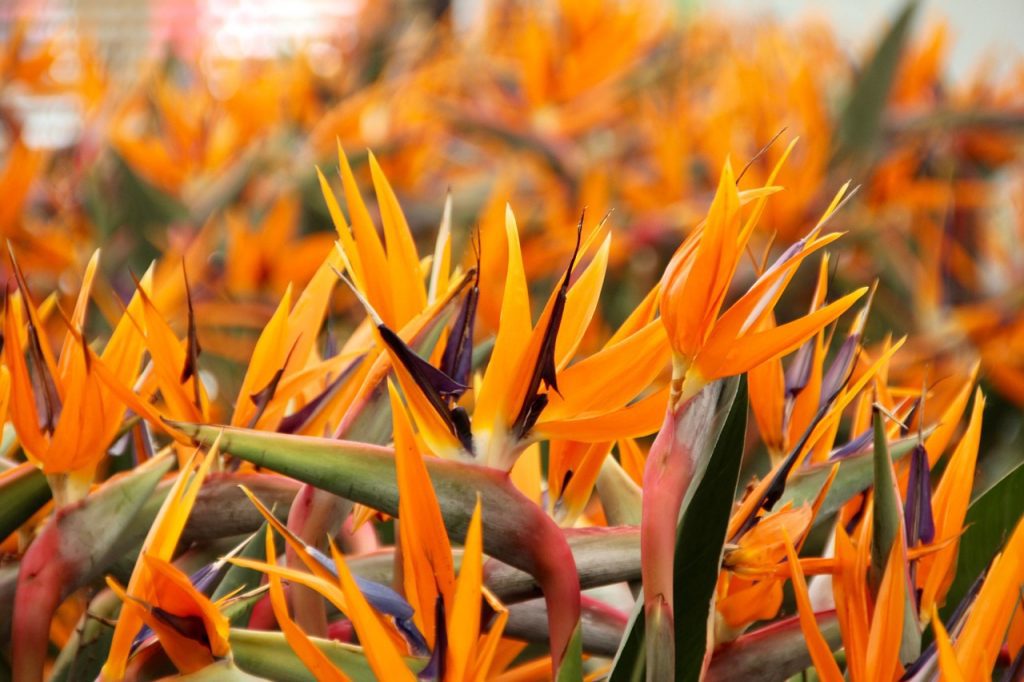Ave Del Para so Strelitzia Reginae Caracter sticas Y Cuidados Ave Del Para so Strelitzia Reginae Caracter sticas Y Cuidados