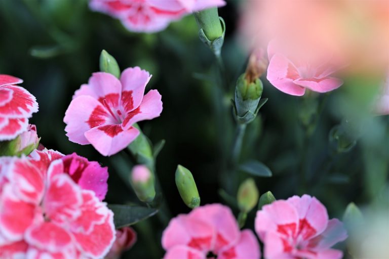 ¿Cómo cuidar claveles? - Ubicación, Riego, Poda y Más