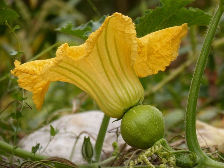 Guía Completa del CULTIVO de la CALABAZA - Amigos de la Jardinería