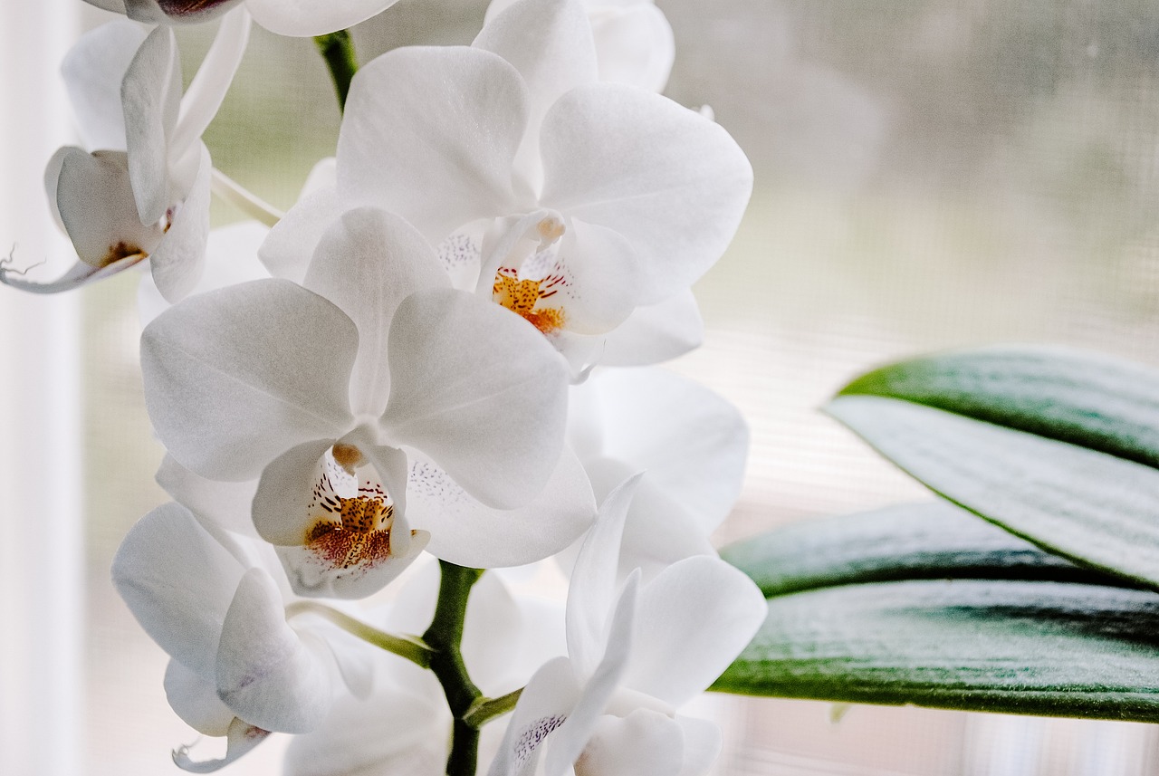 Tipos de Orquídeas: clasificación y géneros populares + Fotos