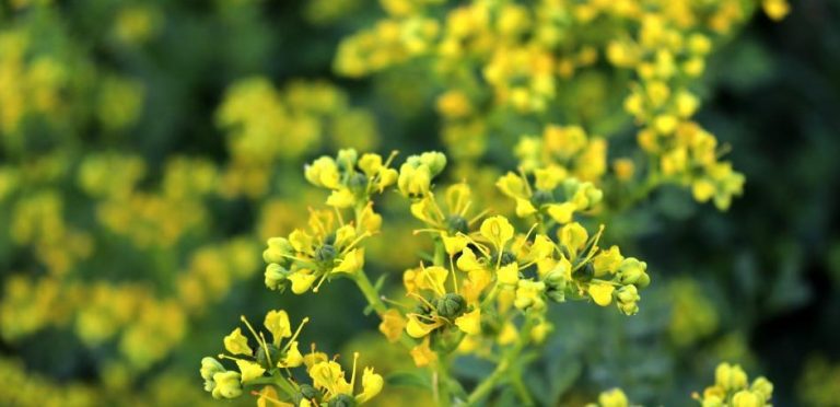 Aprende a utilizar y cuidar tu planta de Ruda o Ruta graveolens