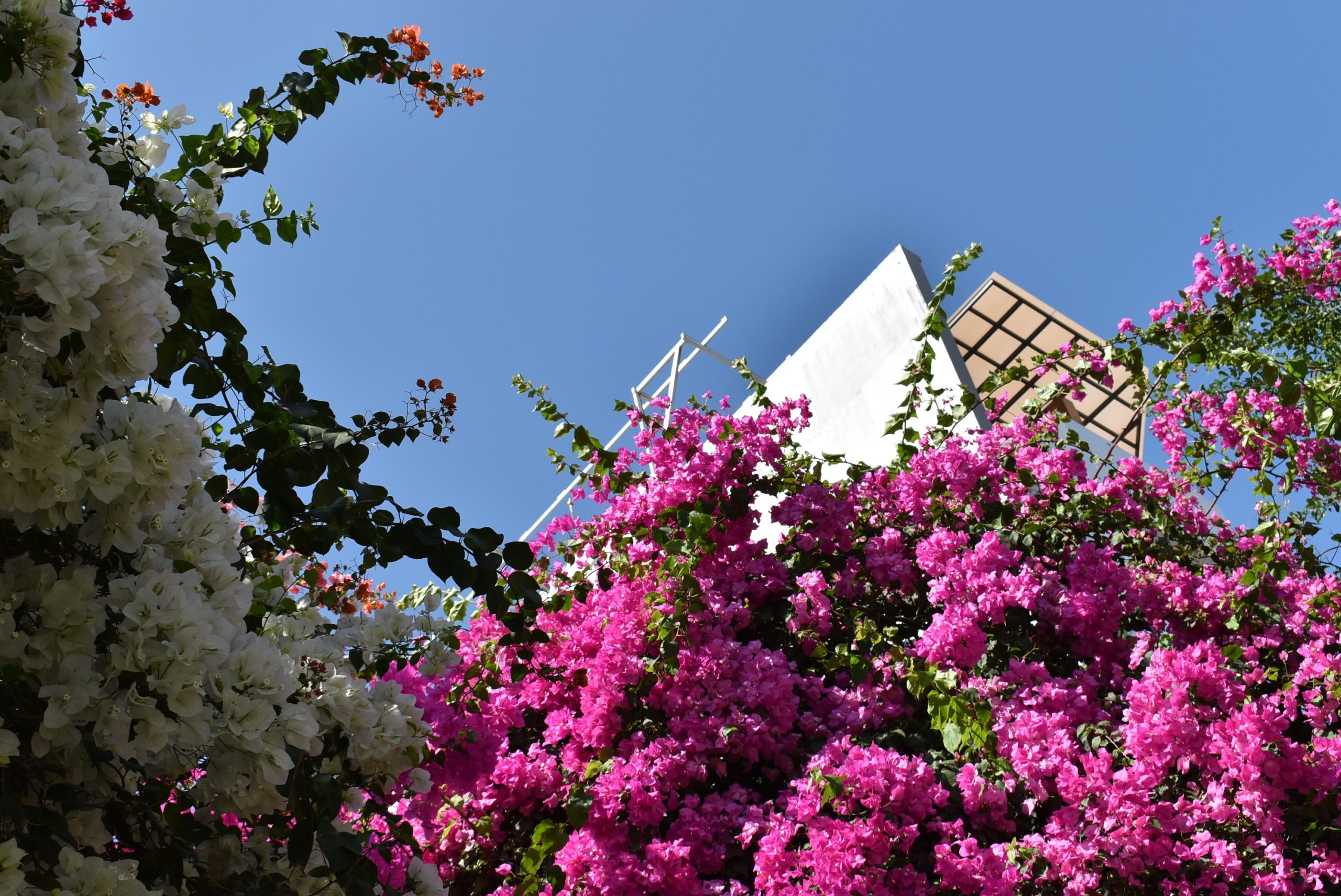 ¿Cómo cuidar una Buganvilla? - 5 Consejos para Jardineros