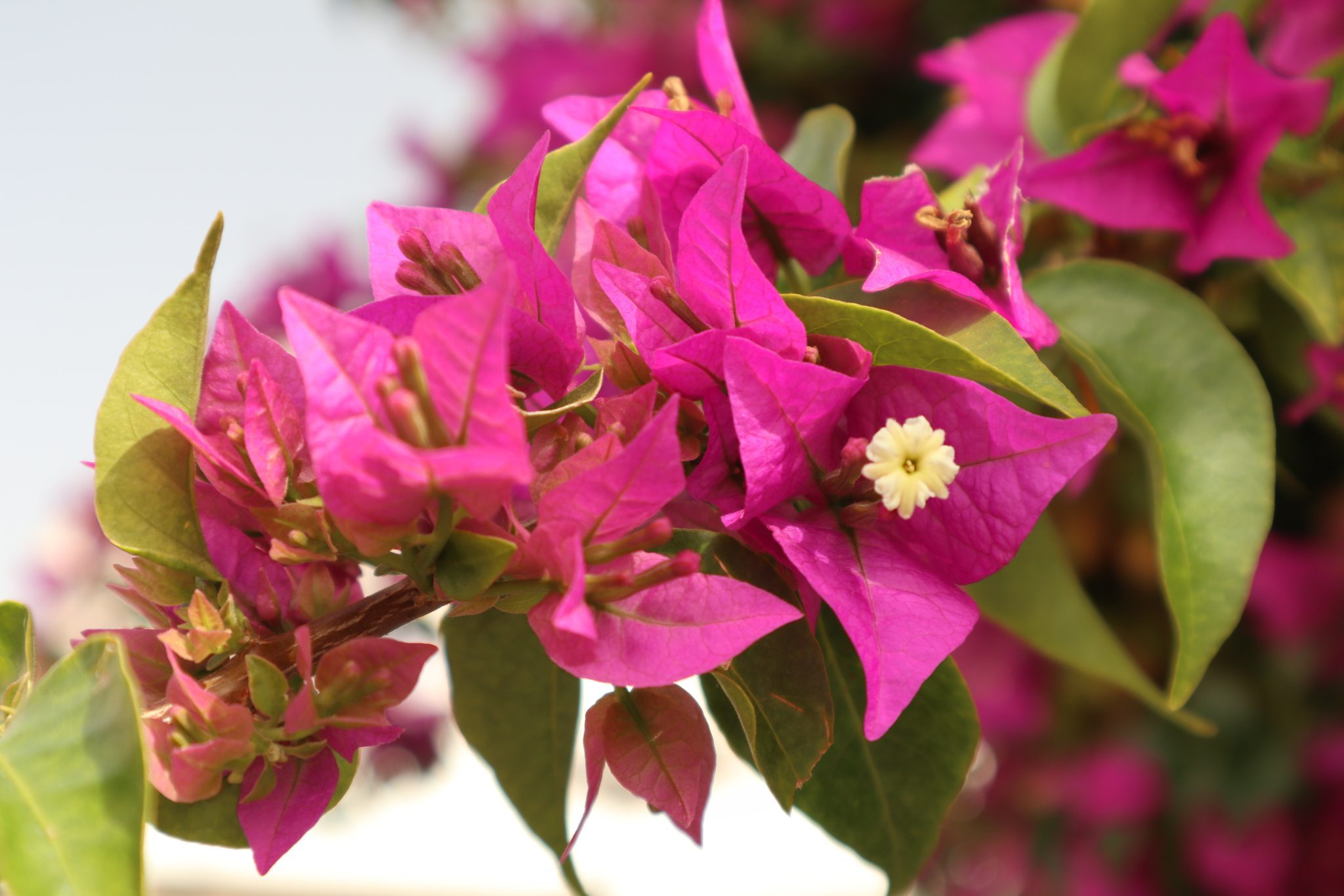 ¿Cómo cuidar una Buganvilla? - 5 Consejos para Jardineros