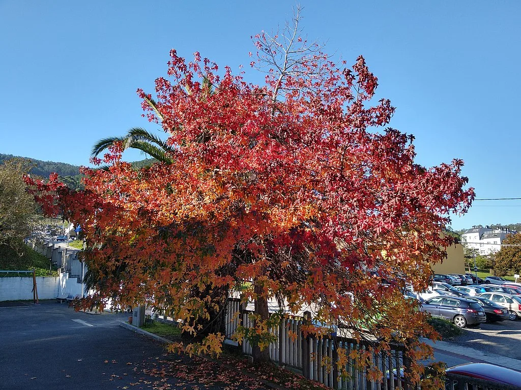 Liquidambar styraciflua - El árbol otoñal por excelencia del jardín